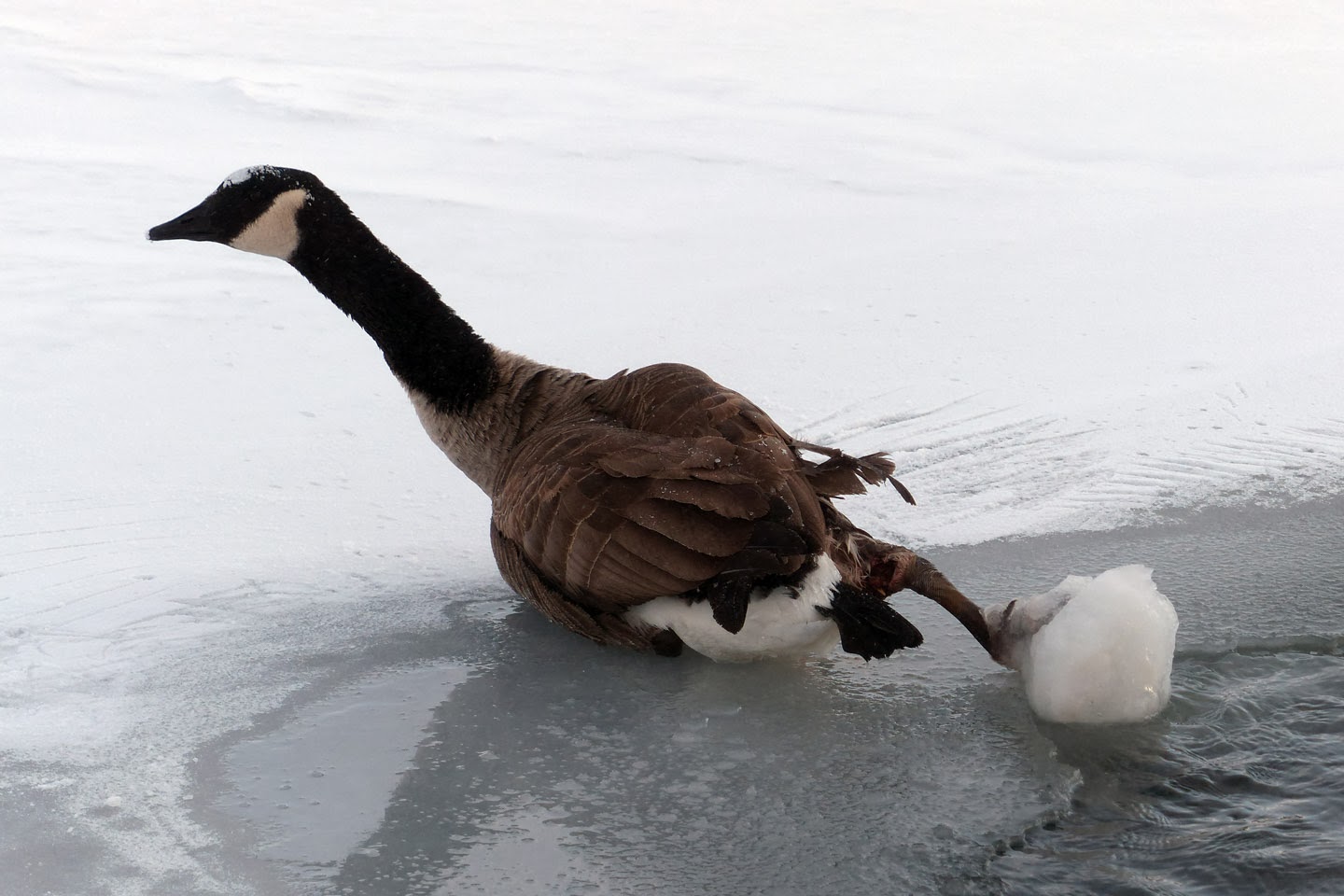 Ann Brokelman Photography: Canada Goose rescue orillia
