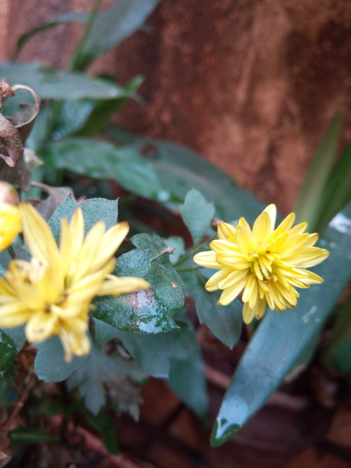 Garden Care Simplified: March 2017