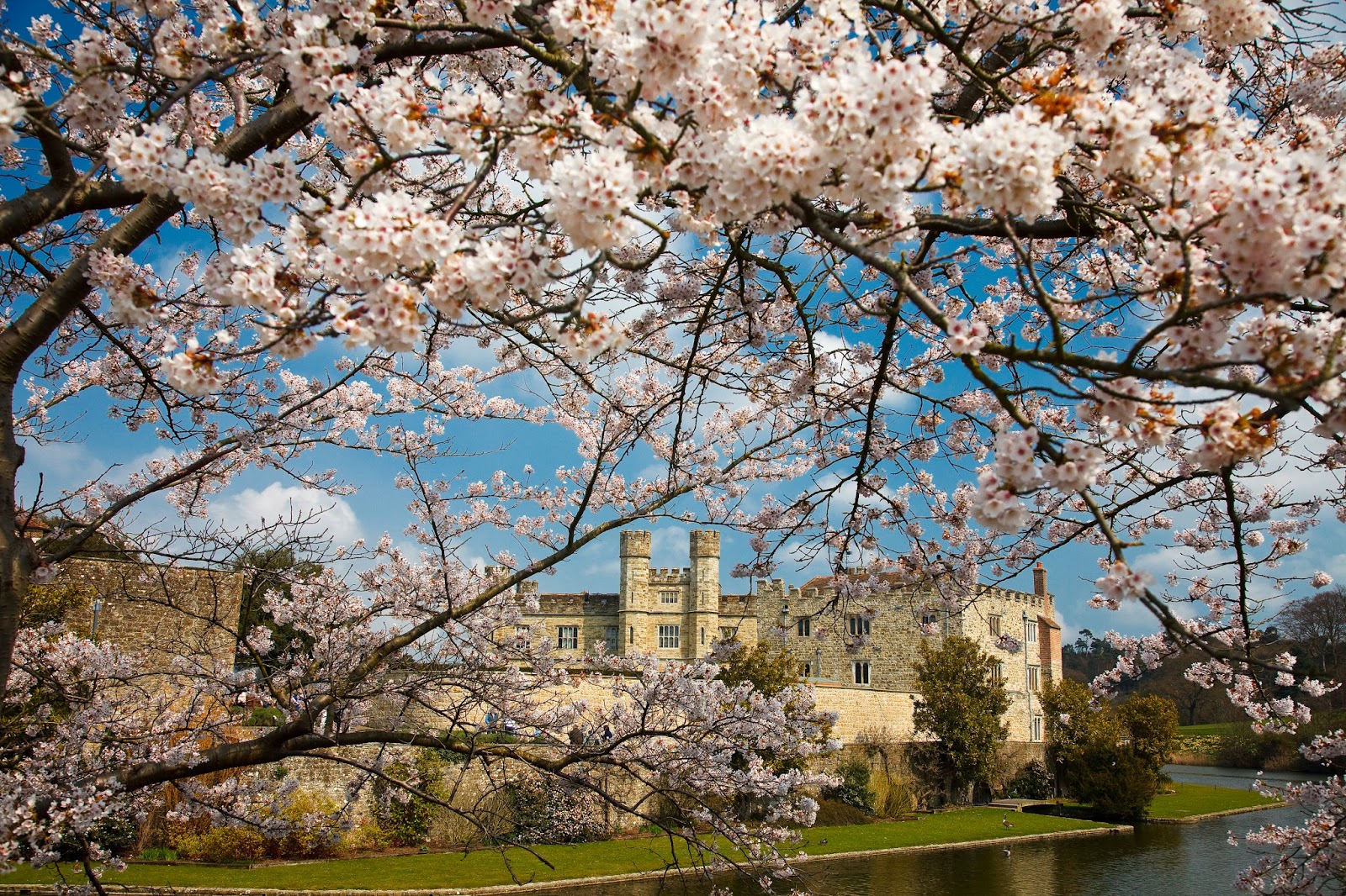 Leeds Castle Blog: Spring has Sprung at Leeds Castle