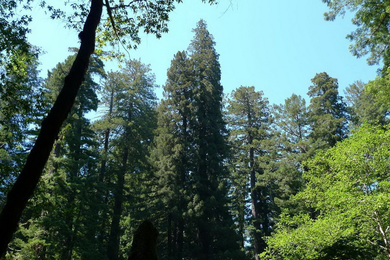 Alam Mengembang Jadi Guru: Hyperion - Pohon Tertinggi di Dunia