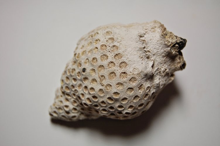 aulabiogeotoni: 1º BACHILLERATO. GALERÍA DE FÓSILES