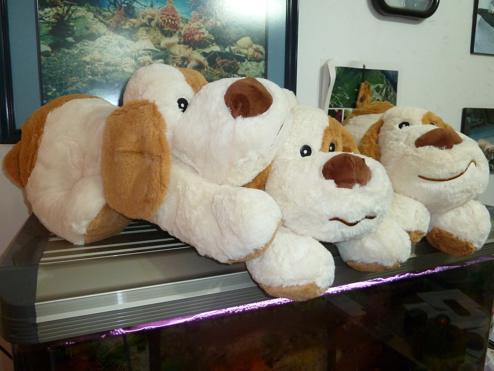 Aprovet S.R.L.: American Pets