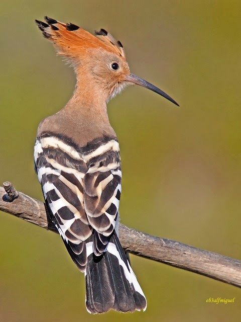 MIS AMIGAS LAS AVES: Abubilla común (upupa epops)