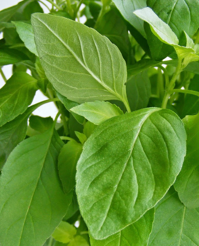 Manfaat Daun Kemangi | FIT SELALU