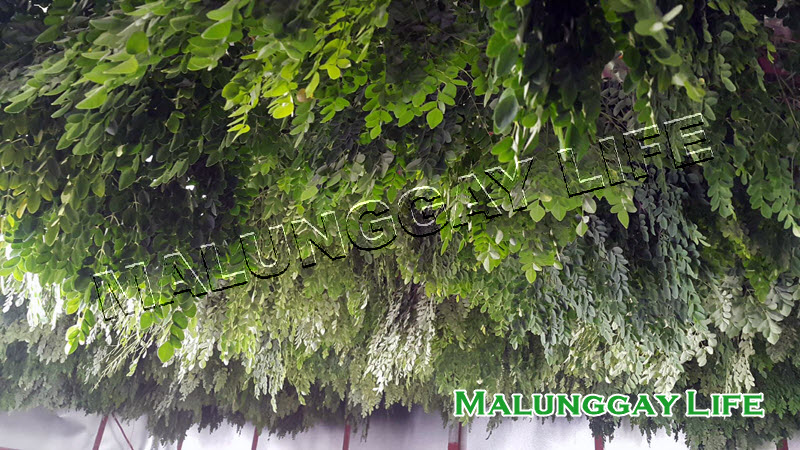 Moringa Farm / MalunggayLife Agri Farm Philippines: Drying Malunggay ...