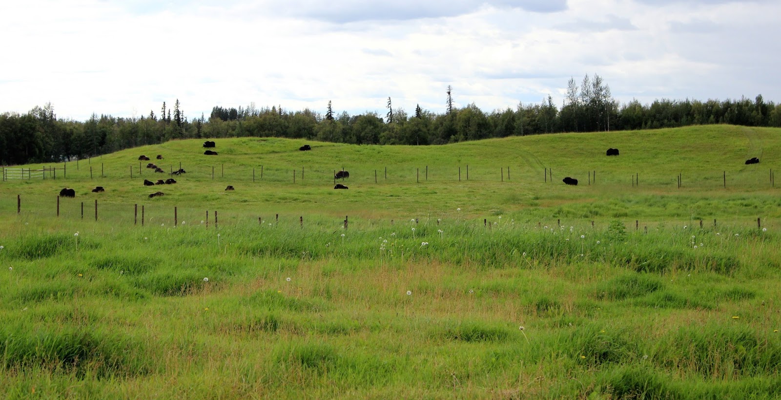 Souvenir Chronicles: ALASKA! A MUSK OX FARM AND A REINDEER RANCH