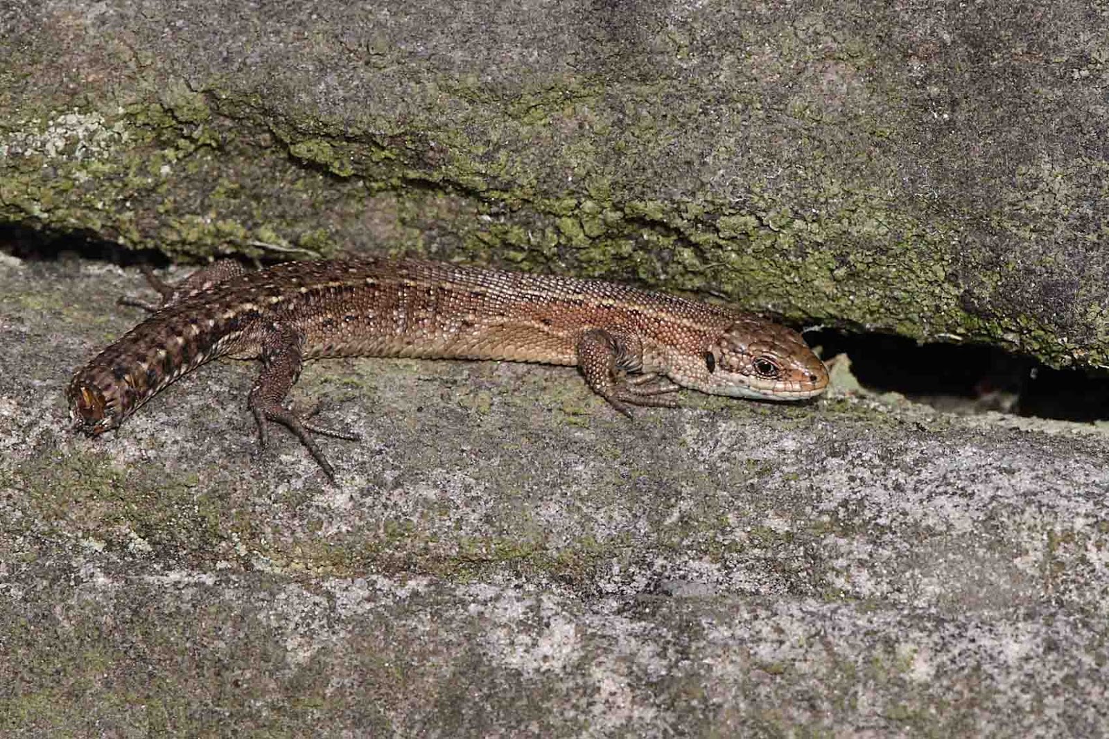 Darley Dale Wildlife: More Common Lizards