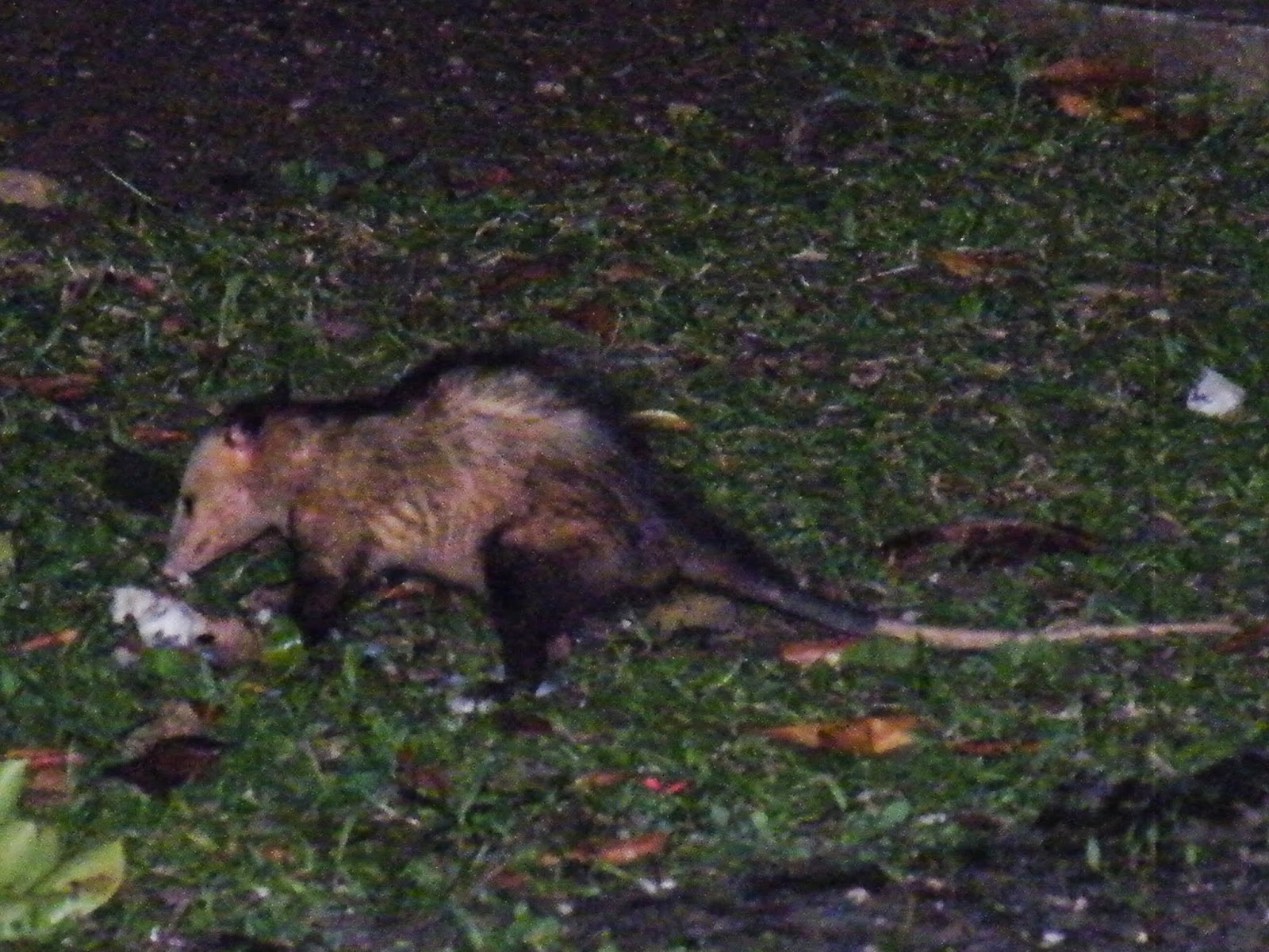 du-four-au-jardin-et-mes-dix-doigts: Manikou