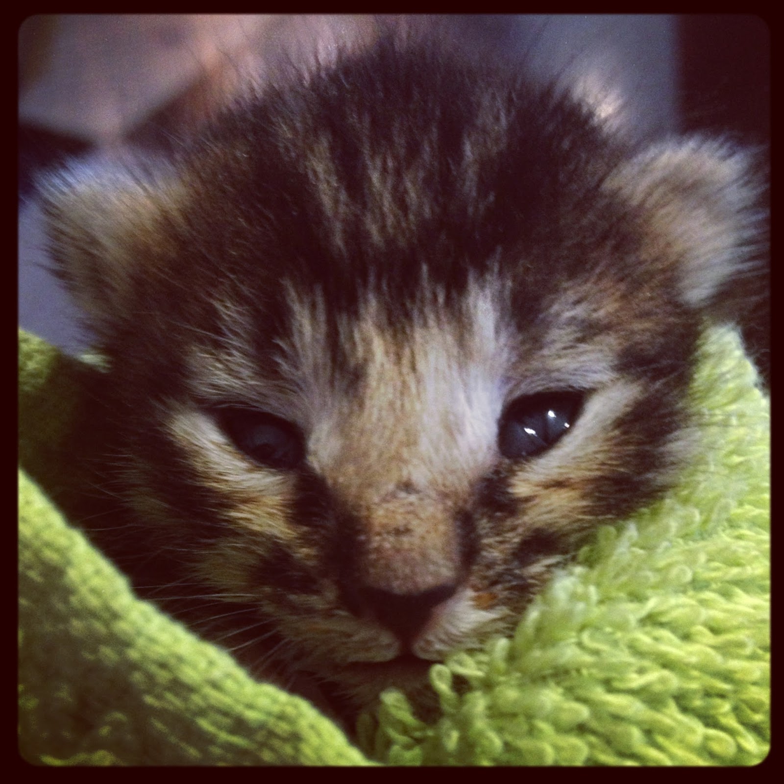 Life Is __________________.: The Smallest Feline is a Masterpiece!