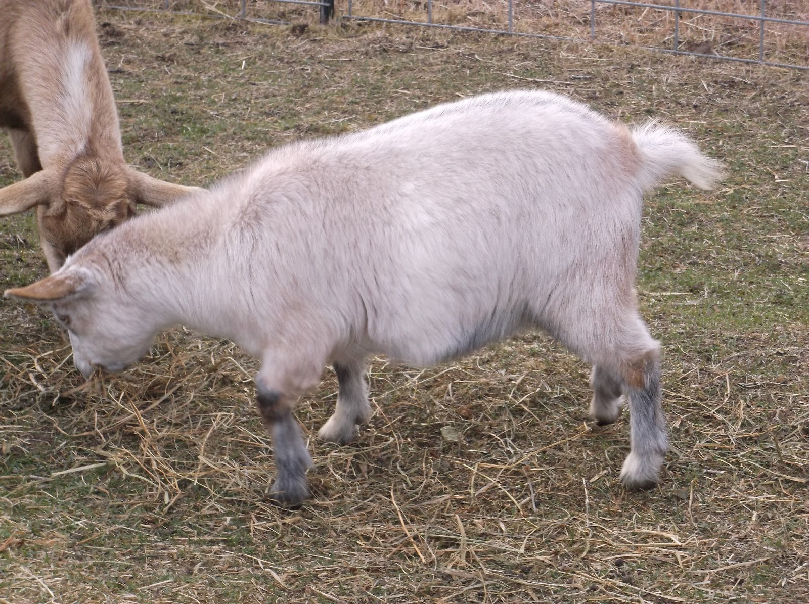 Tye Dye Acres: Fainting Goat Colors and Patterns!