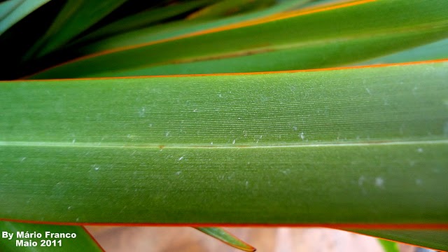 Meu Cantinho Verde: FÓRMIO - ( Phormium tenax )