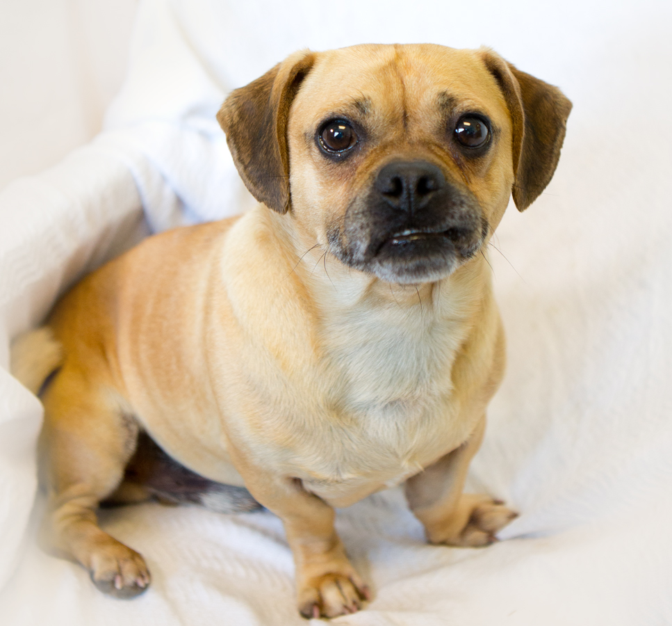 Shelter Dogs of Portland: "MUGGLE" a friendly and lively Puggle
