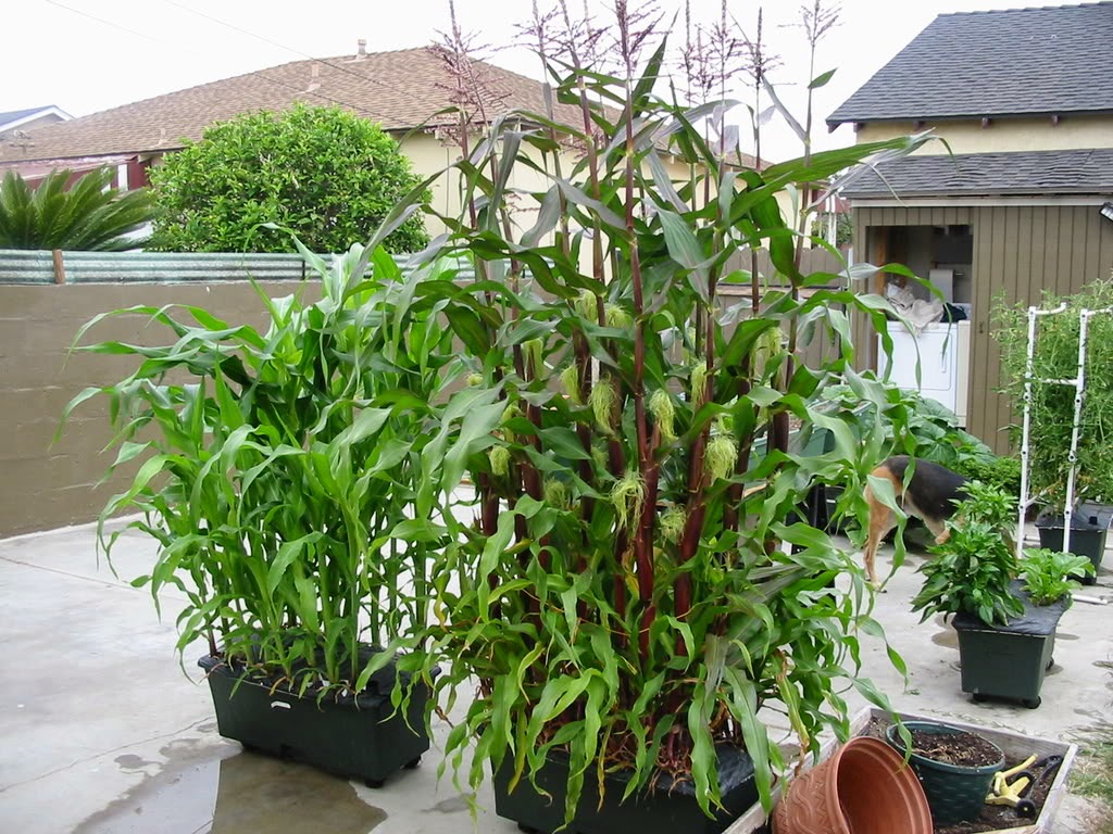 Container Gardening Corn