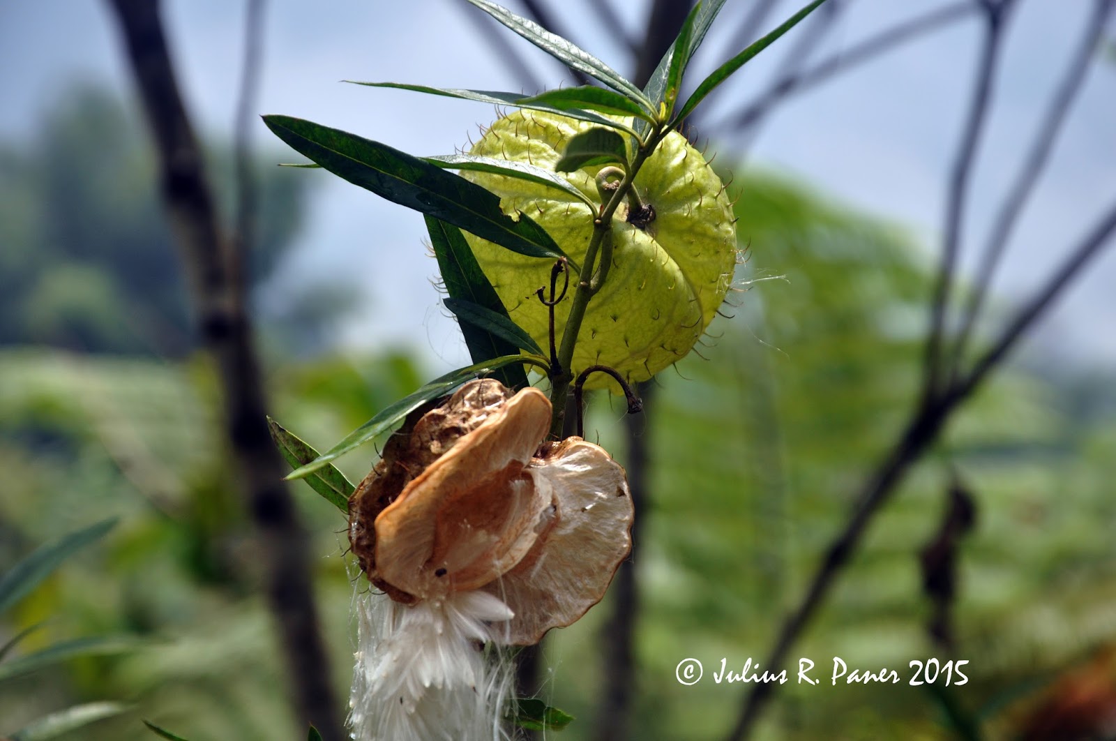 LOGSAC: A remarkable revisiting of the Tibolo Cultural Village