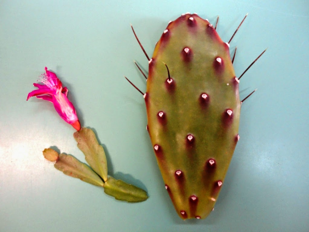 EB1 ALDEIA DE JOANES: PLANTAS - O CATO