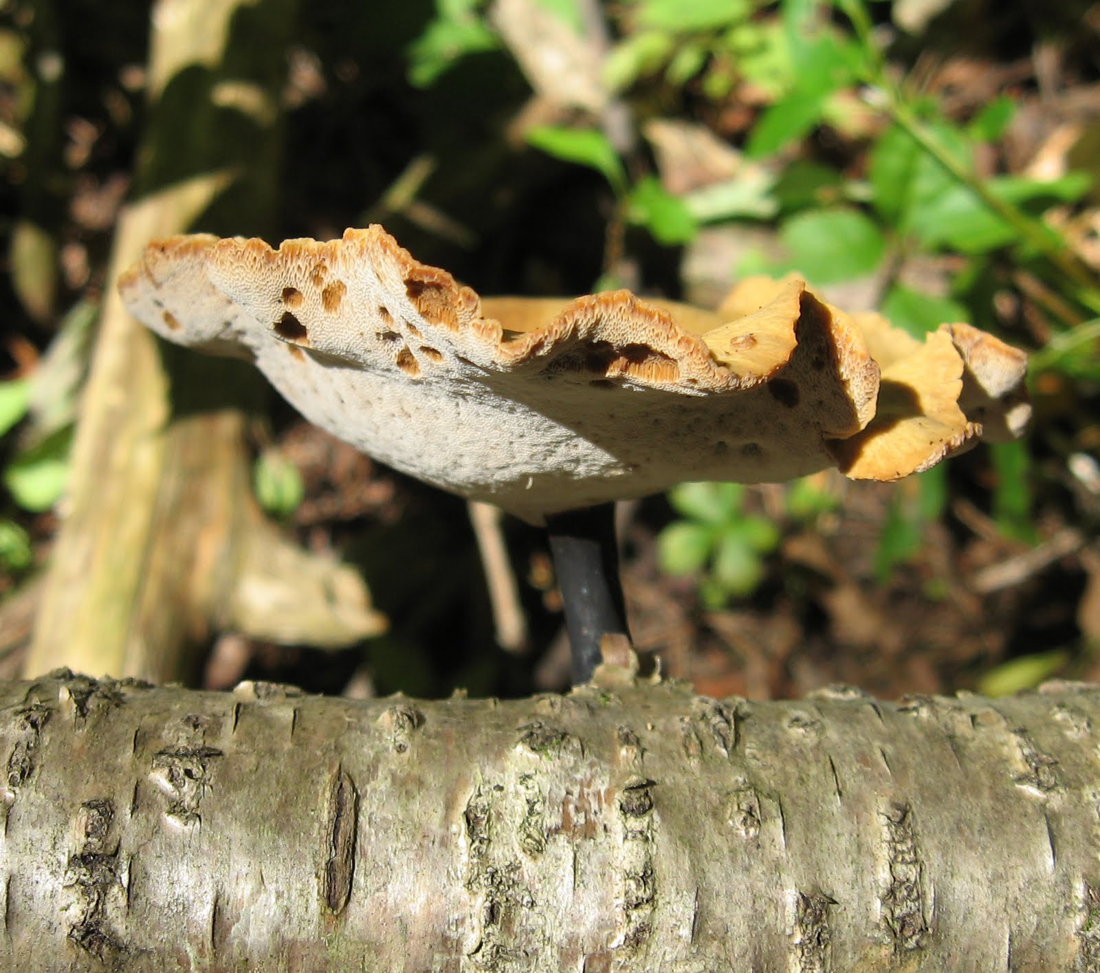Tangled Web: The Great Fungus Hunt continues at the Vanderwater ...