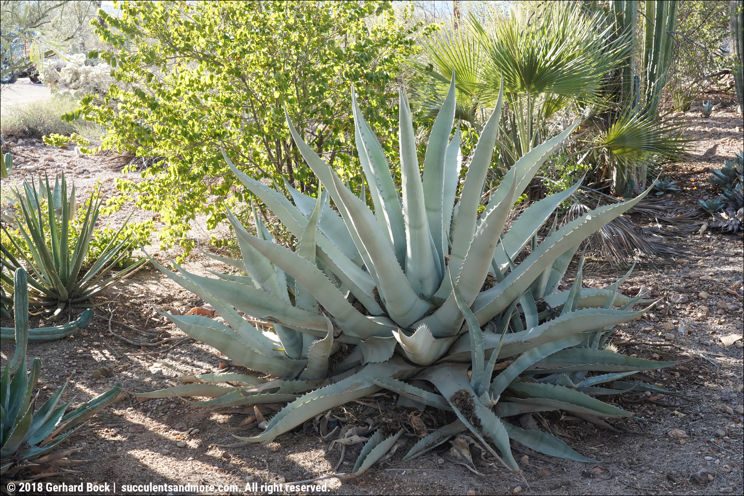 Catching up with agave wizard Greg Starr in Tucson