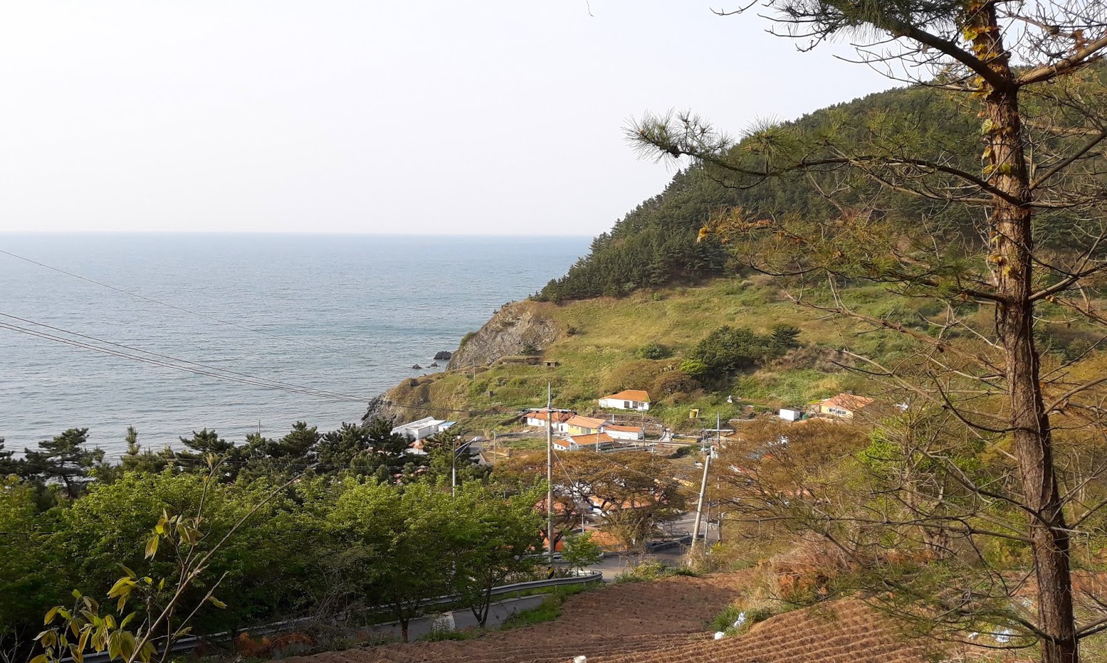 Snowy Owl Lost: Socheong Island, May 8, 2019