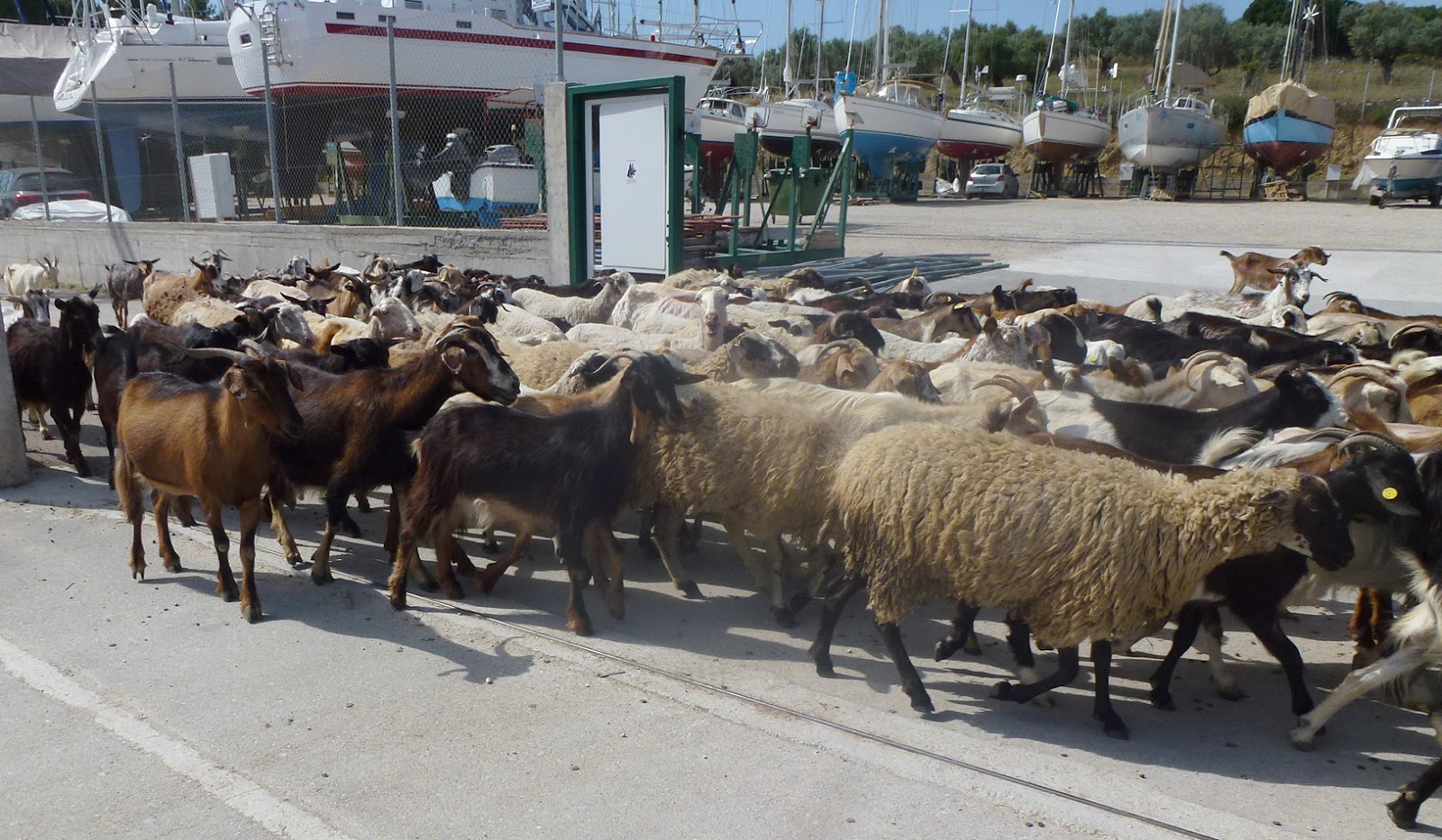 Sailing on, single-handed: A goat, a boat and afloat again