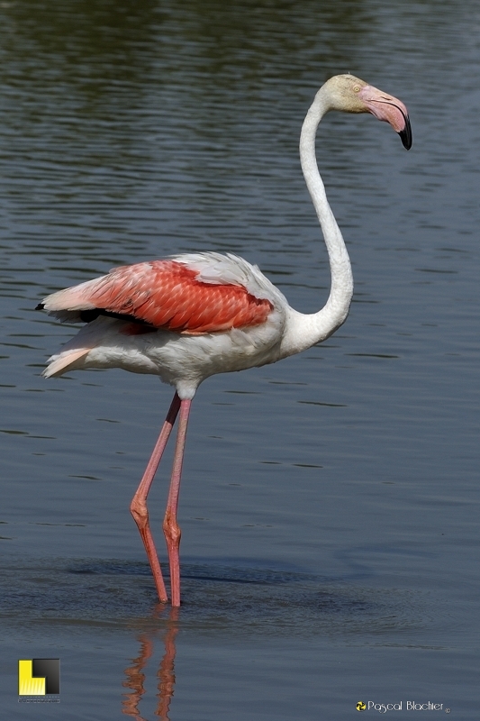 Au delà du cliché: Camargue Pont de Gau
