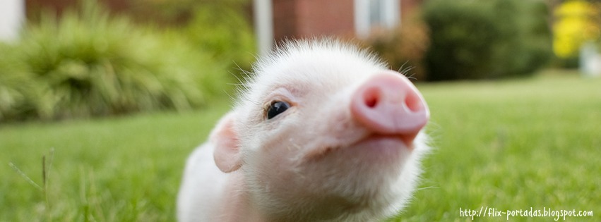 Chanchito bebé tierno - Imagui