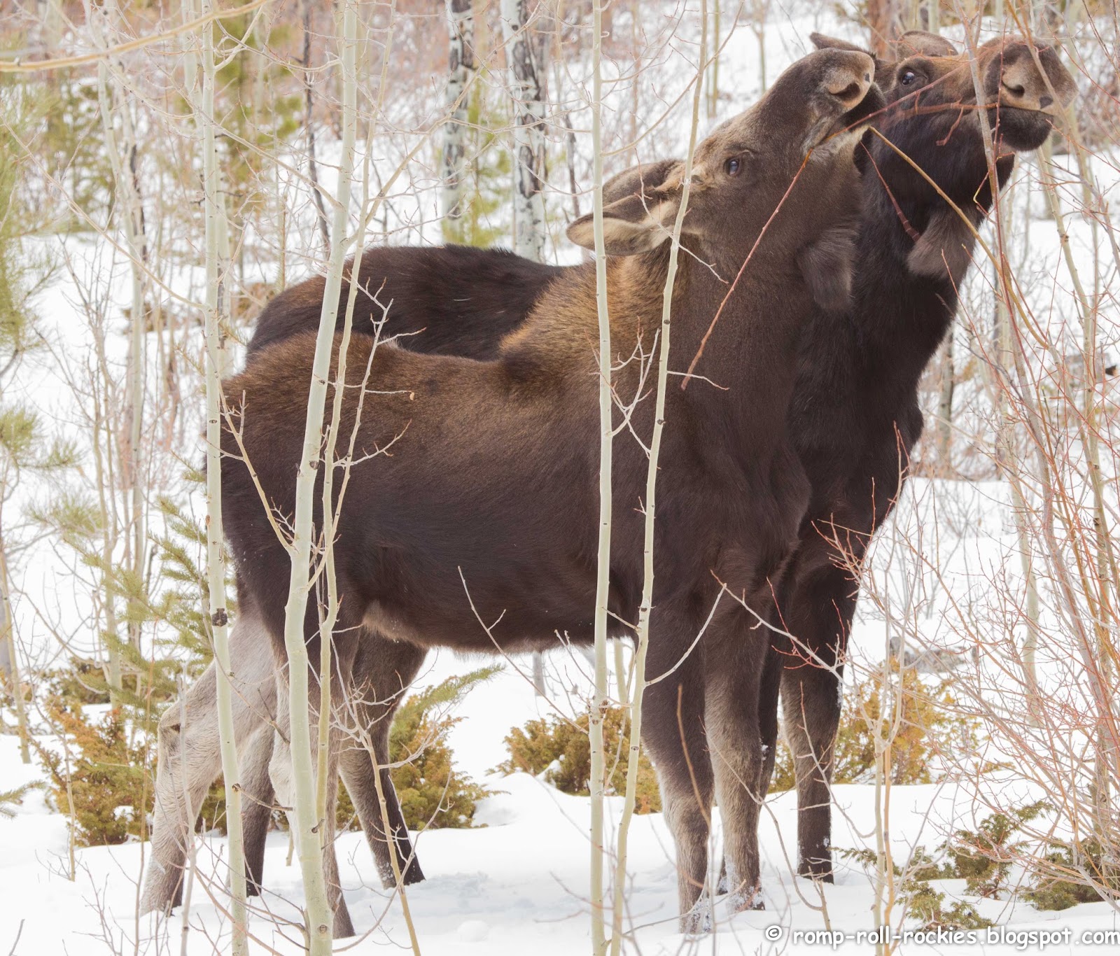 Romping and Rolling in the Rockies: Moose on the Loose