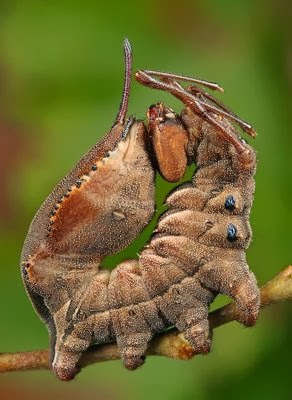Insectos raros : FOTOS DE INSECTOS RAROS MUY EXOTICOS Y COLORIDOS DE CERCA