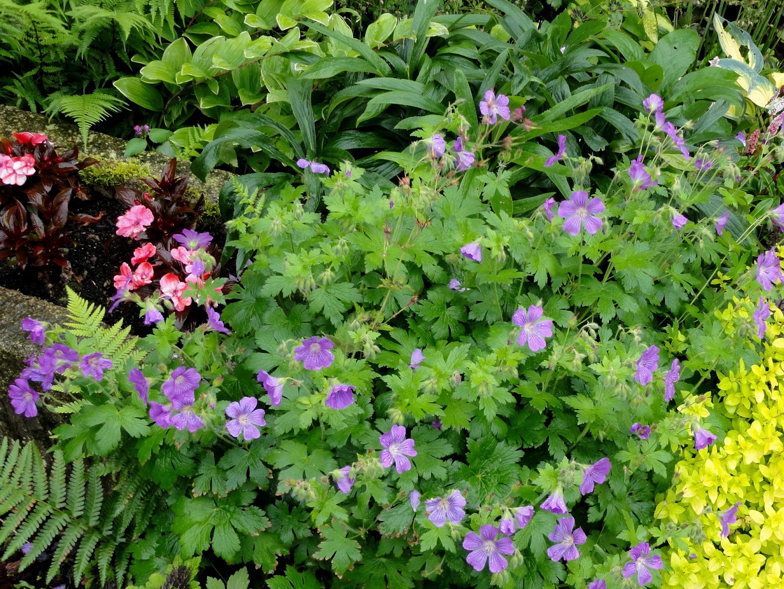 Chateau Moorhen..... goes south!: My top garden plants - Cranesbill ...