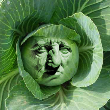 Pass the Garum: Cabbage - Three Ways (part 1 of 2)