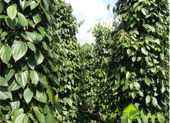 Agriculture: Budidaya Tanaman Lada