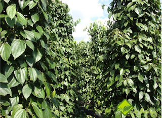 Tips Budidaya Lada | Tips Budidaya