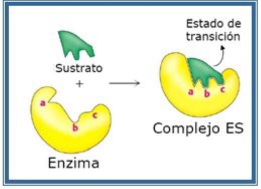 Enzimas: Relaciones entre la enzima y el sustrato.