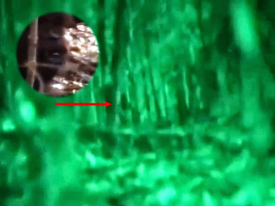 BIGFOOT is REAL New Bigfoot Evidence Screened As Expert Claims Proof Of ...