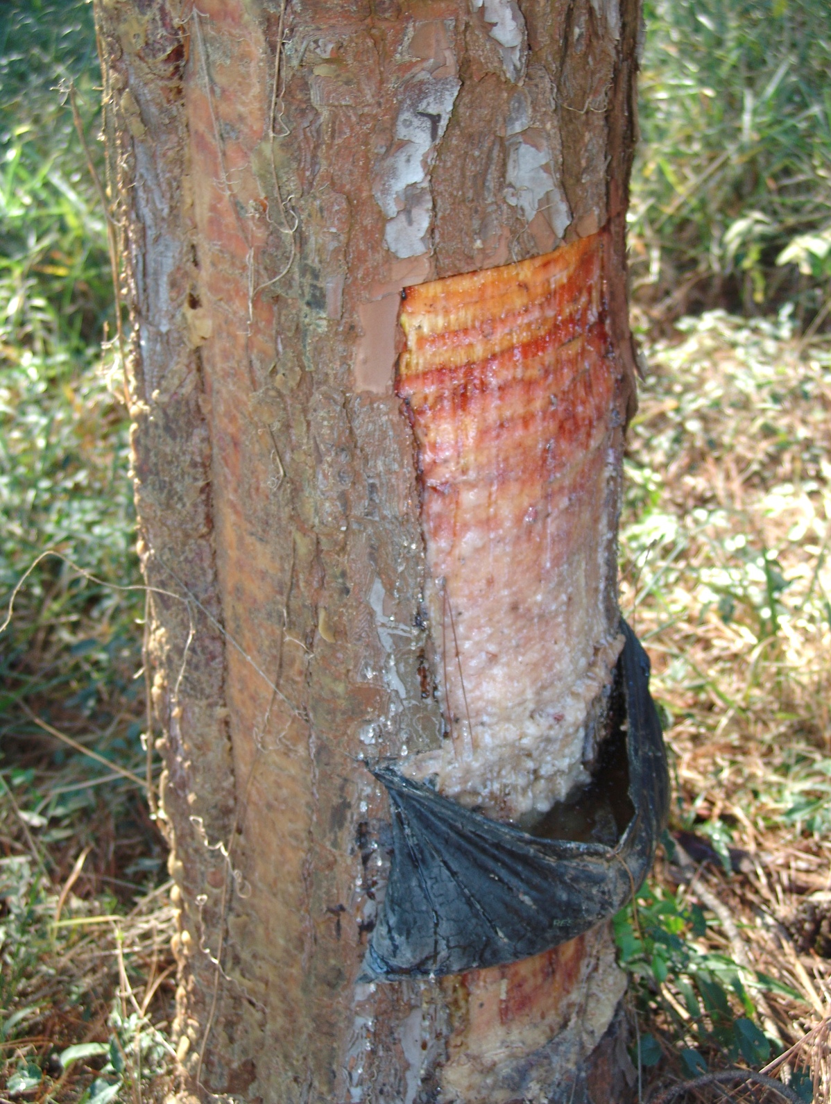 aromas vitais : Ficha aromática: Breu Branco (Protium heptaphyllum)