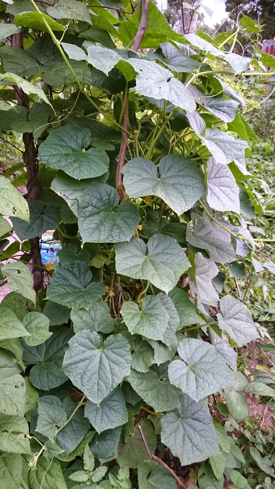 cara bertani : TIMUN KAMPUNG DICELAH POKOK BUNCIS UNGU