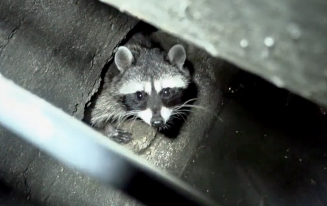 Wildlife Emergency Services blog: Baby raccoon in a storm drain - with mom