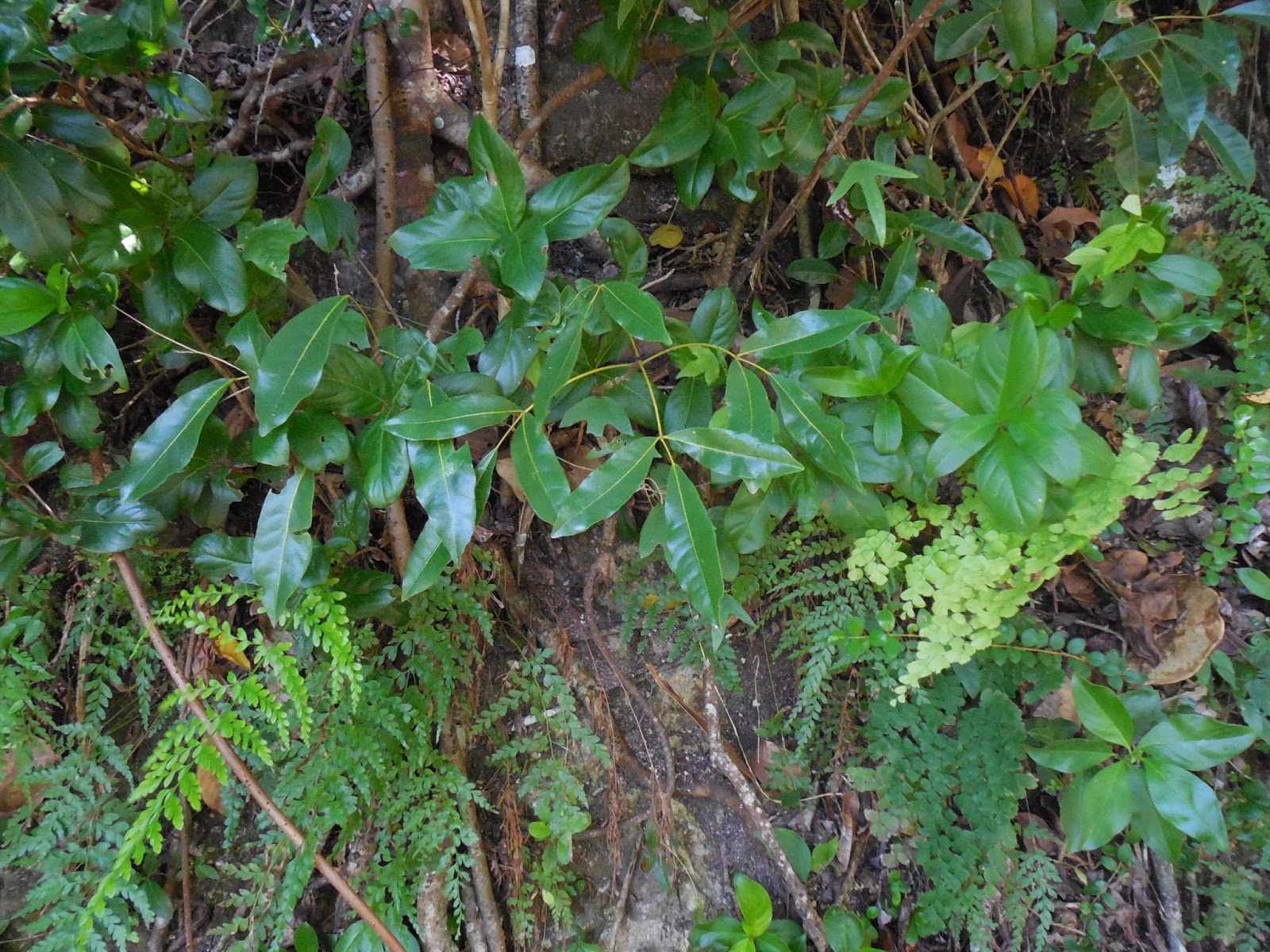 INVENTARIO DE ESPECIES EN EL SECTOR EL PASTILLO ISABELA, PUERTO RICO ...