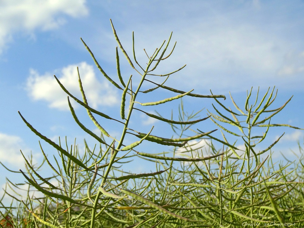 Chwile zaChwycone: Kwitnący rzepak