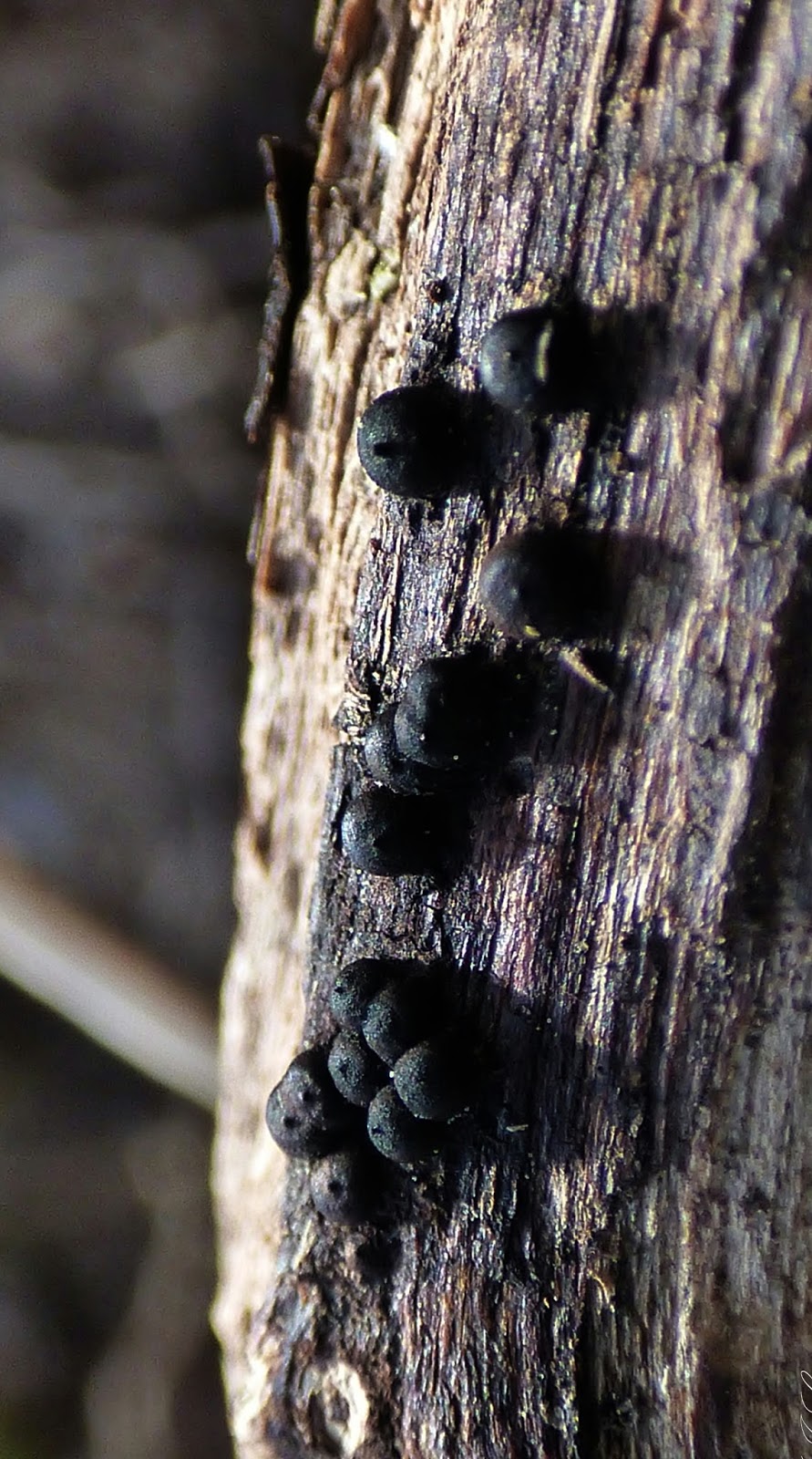 Setas y Hongos de Tineo : ROSELLINIA AQUILA (Fr.) Ces. & De Not.
