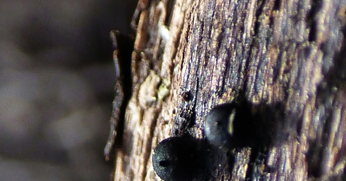 Setas y Hongos de Tineo : ROSELLINIA AQUILA (Fr.) Ces. & De Not.