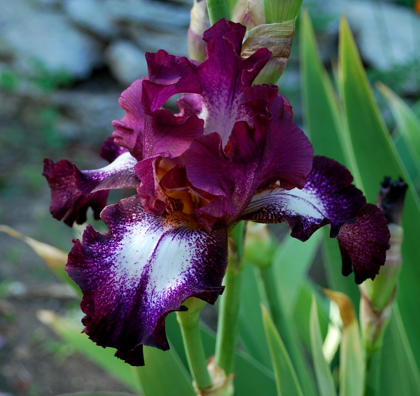 World of Irises: Sweet Violet Rebloomers