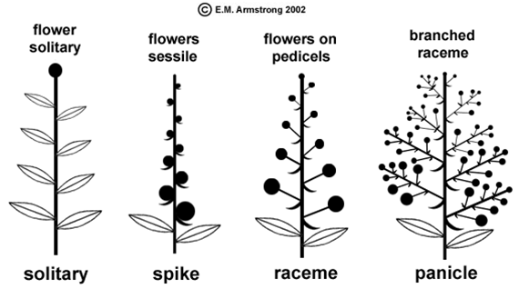 Morfologi tumbuhan: Bunga Majemuk (Anthotaxsis, Inflorescentia)