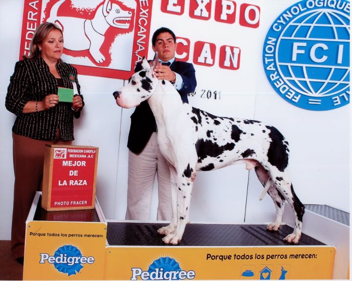 GRAN DANES MORALES: ENZO MORALES