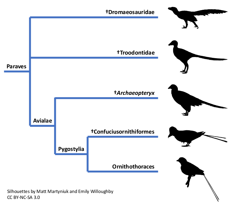 Raptormaniacs: About