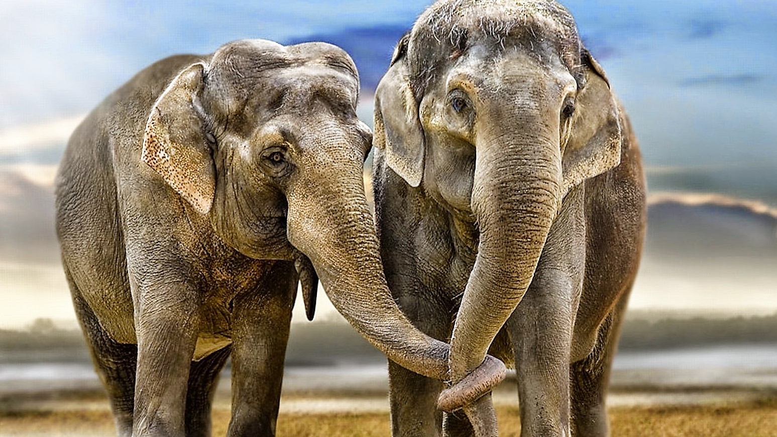 Fieggentrio: Olifanten