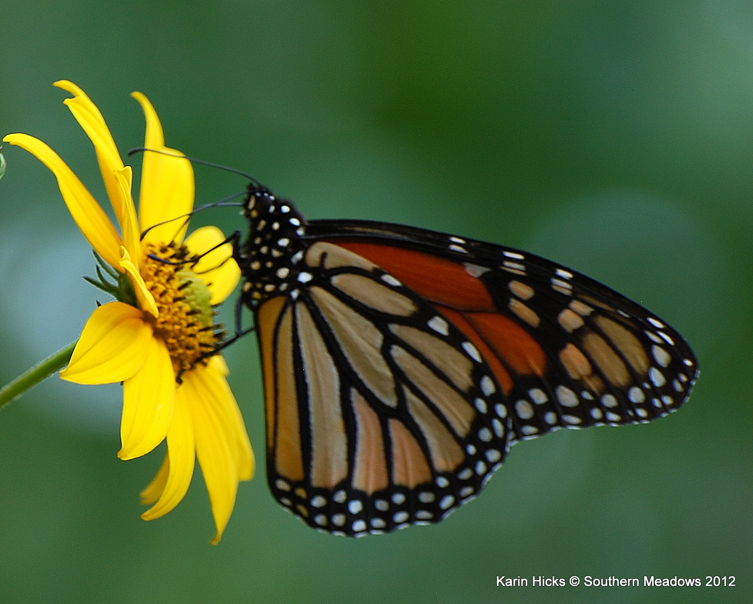 OE & Monarch Conservation