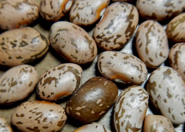 Nature Abhors a Garden: Planting Pintos