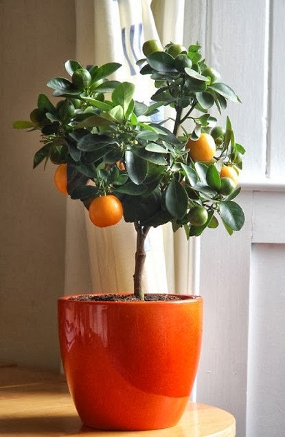 Stunning orange trees