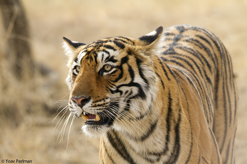Yoav Perlman - birding, science, conservation, photography: Tiger taster
