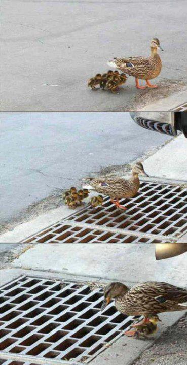 FARK.com: (11559440) Make way and open the door for ducklings trying to ...